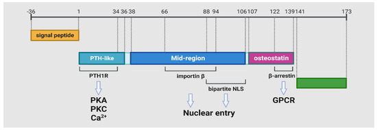 Parathyroid Hormone-Related Protein/Parathyroid Hormone Receptor 1 ...