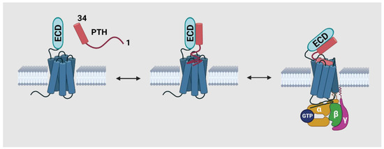 Parathyroid Hormone-Related Protein/Parathyroid Hormone Receptor 1 ...