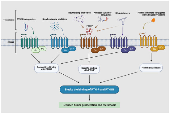 Parathyroid Hormone-Related Protein/Parathyroid Hormone Receptor 1 ...