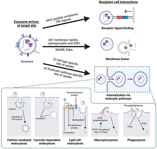 From Exosome Biogenesis to Absorption: Key Takeaways for Cancer Research