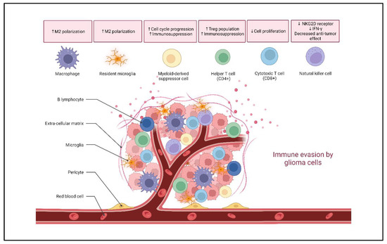 The Glioma Immune Landscape: A Double-Edged Sword for Treatment Regimens