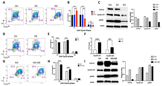 TCF12 Deficiency Impairs the Proliferation of Glioblastoma Tumor Cells ...