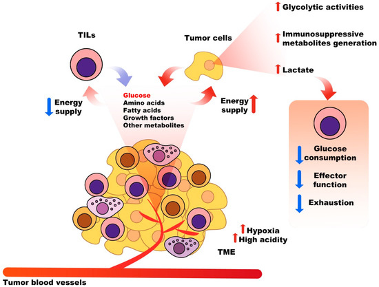 Metabolic Interventions in Tumor Immunity: Focus on Dual Pathway Inhibitors