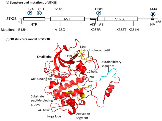 The Role of Mammalian STK38 in DNA Damage Response and Targeting for ...