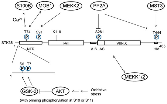 The Role of Mammalian STK38 in DNA Damage Response and Targeting for ...