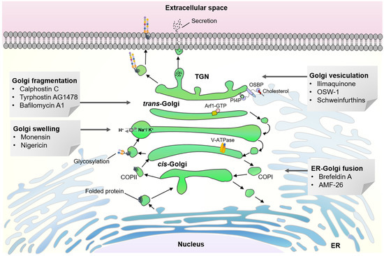 Golgi-Targeting Anticancer Natural Products
