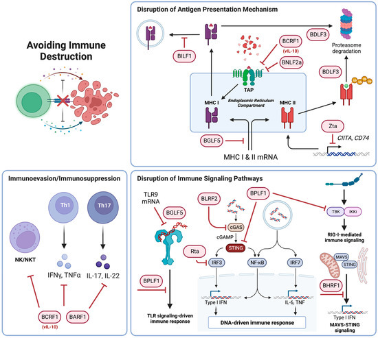Contribution of Epstein–Barr Virus Lytic Proteins to Cancer Hallmarks ...