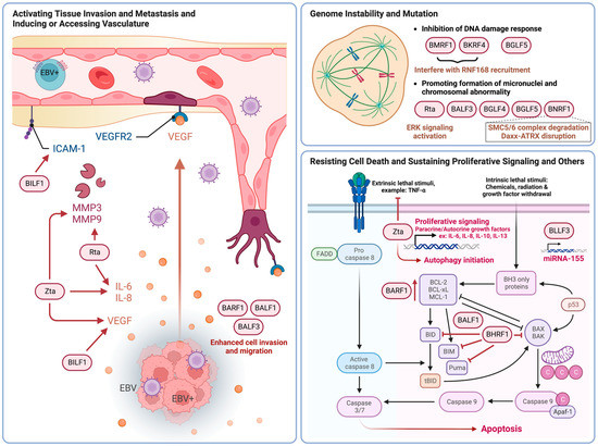Contribution of Epstein–Barr Virus Lytic Proteins to Cancer Hallmarks ...