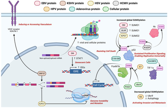 Contribution of Epstein–Barr Virus Lytic Proteins to Cancer Hallmarks ...