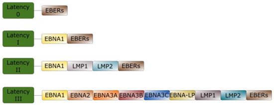 EBV and Lymphomagenesis