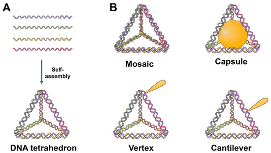 DNA-Based Nanomaterials as Drug Delivery Platforms for Increasing the ...