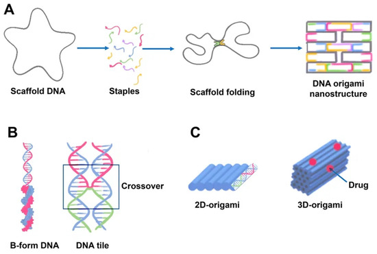 DNA-Based Nanomaterials as Drug Delivery Platforms for Increasing the ...