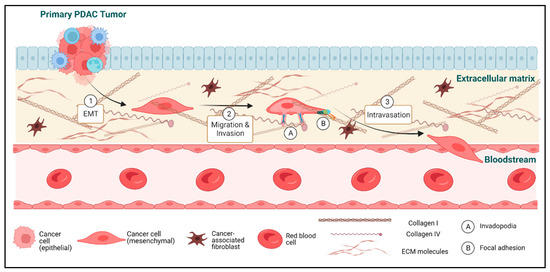 The Cell Biology of Metastatic Invasion in Pancreatic Cancer: Updates ...
