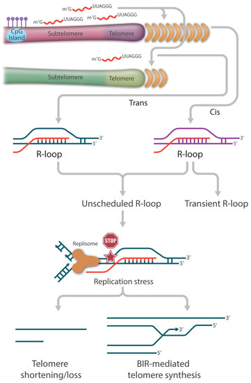 R-Loops at Chromosome Ends: From Formation, Regulation, and Cellular ...