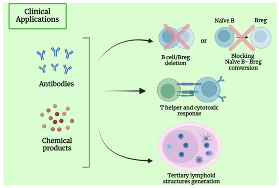 Tumor-Infiltrating B Lymphocytes: Promising Immunotherapeutic Targets ...