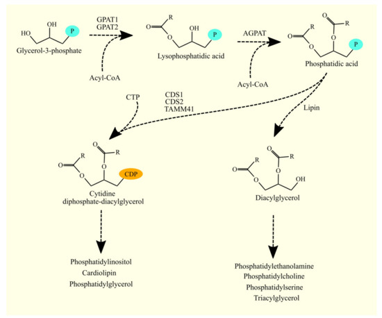 Biosynthesis and Significance of Fatty Acids, Glycerophospholipids, and ...