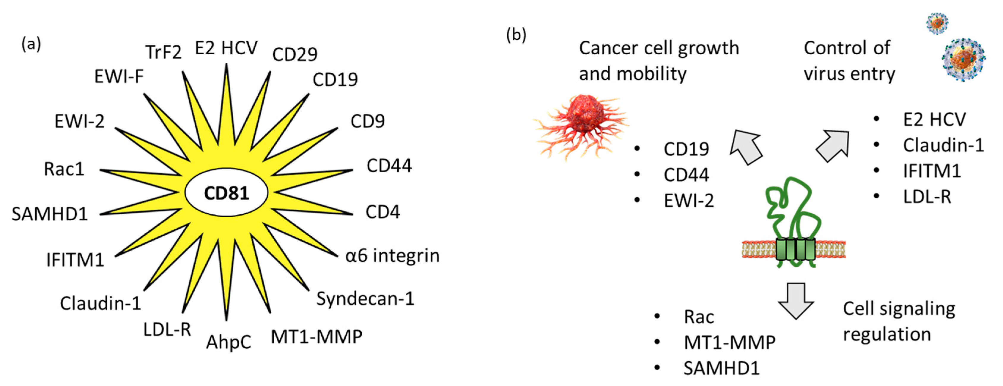 Tetraspanin CD81 | Encyclopedia MDPI
