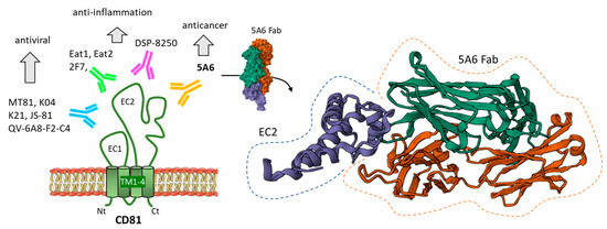 Targeting of Tetraspanin CD81 with Monoclonal Antibodies and Small ...