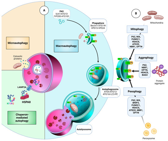 Regulation of Autophagy via Carbohydrate and Lipid Metabolism in Cancer