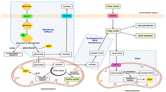 Regulation of Autophagy via Carbohydrate and Lipid Metabolism in Cancer