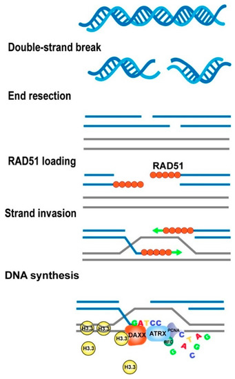 The Chromatin Remodeler ATRX: Role and Mechanism in Biology and Cancer