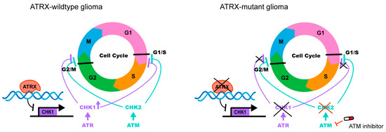 The Chromatin Remodeler ATRX: Role and Mechanism in Biology and Cancer