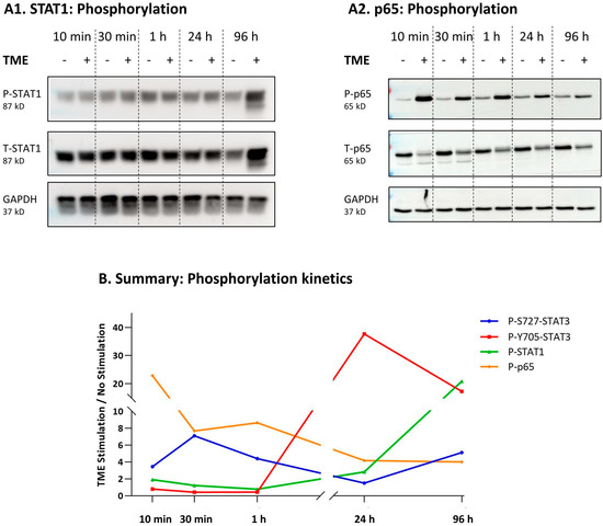A Tumor Microenvironment-Driven Network Regulated by STAT3 and p65 ...