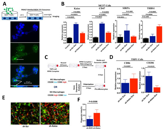 Immune Profile of Exosomes in African American Breast Cancer Patients ...