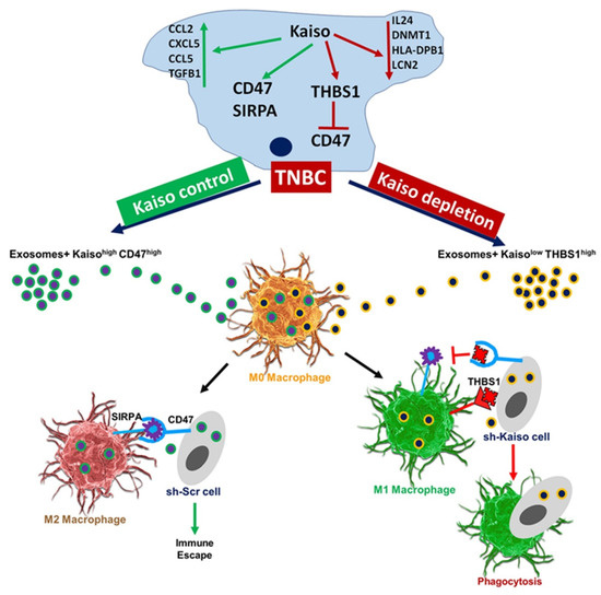 Immune Profile of Exosomes in African American Breast Cancer Patients ...