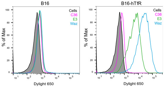 An Aptamer That Rapidly Internalizes into Cancer Cells Utilizes the ...