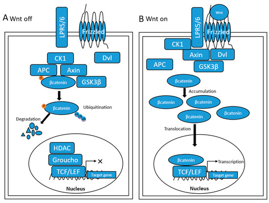 Role of β-Catenin Activation in the Tumor Immune Microenvironment and Immunotherapy of ...