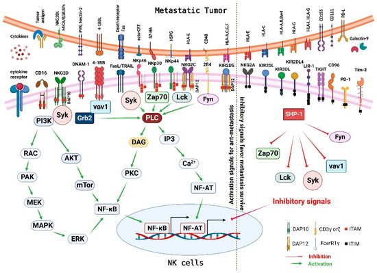 The Function of NK Cells in Tumor Metastasis and NK Cell-Based Immunotherapy