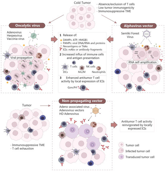 Local Delivery of Immunomodulatory Antibodies for Gastrointestinal Tumors