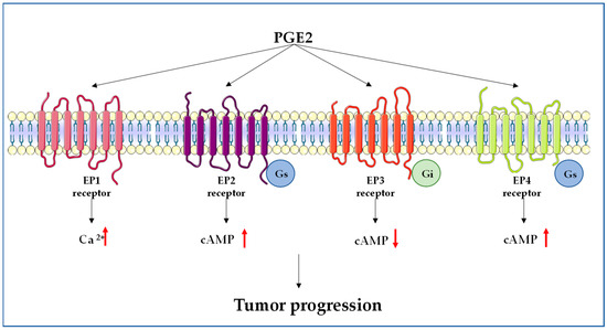 Cooperation between Prostaglandin E2 and Epidermal Growth Factor Receptor in Cancer Progression ...