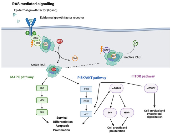 Cancers | Free Full-Text | The Therapeutic Landscape for KRAS-Mutated ...