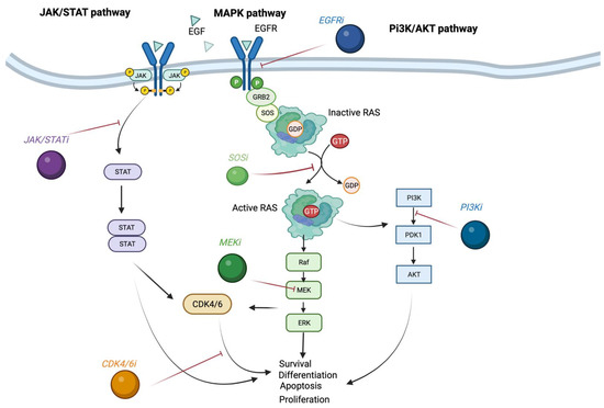 Cancers | Free Full-Text | The Therapeutic Landscape for KRAS-Mutated ...