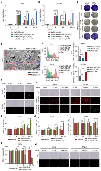 High-Dosage NMN Promotes Ferroptosis to Suppress Lung Adenocarcinoma ...