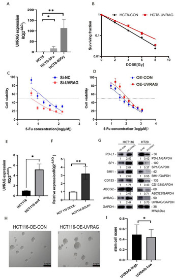 UVRAG Promotes Tumor Progression through Regulating SP1 in Colorectal ...