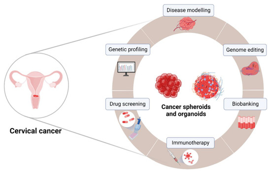 Tumor Organoid and Spheroid Models for Cervical Cancer