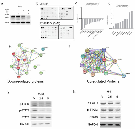 Targeting FGFRs Using PD173074 as a Novel Therapeutic Strategy in Cholangiocarcinoma