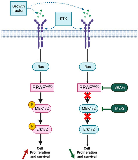 BRAF V600-Mutated Metastatic Melanoma and Targeted Therapy Resistance ...