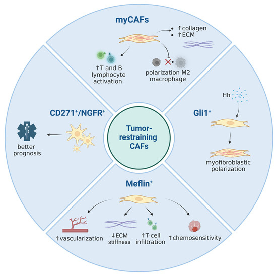 A Quick Guide to CAF Subtypes in Pancreatic Cancer