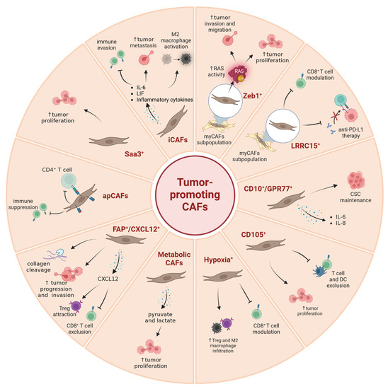 A Quick Guide to CAF Subtypes in Pancreatic Cancer