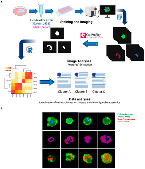 Cancers | Free Full-Text | An Image-Based Identification of Aggressive ...