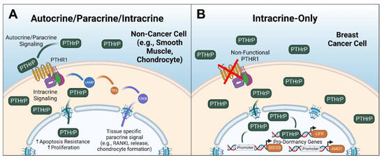Re-Evaluating the Role of PTHrP in Breast Cancer