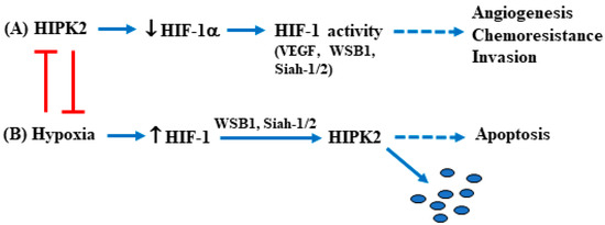 The Sweet Side of HIPK2