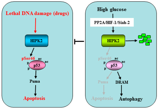 The Sweet Side of HIPK2