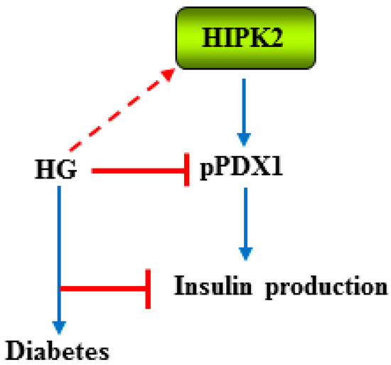 The Sweet Side of HIPK2