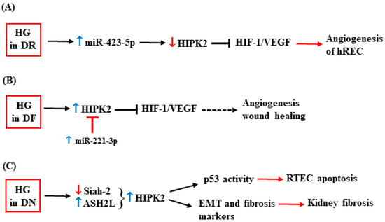 The Sweet Side of HIPK2
