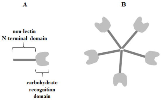 Galectin-3 and Epithelial MUC1 Mucin—Interactions Supporting Cancer ...